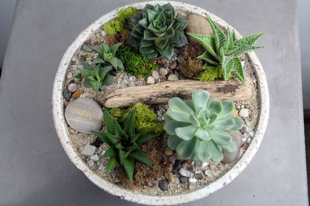 Succulent & Cacti Garden in Divvy Bowl- Large – The Plant People