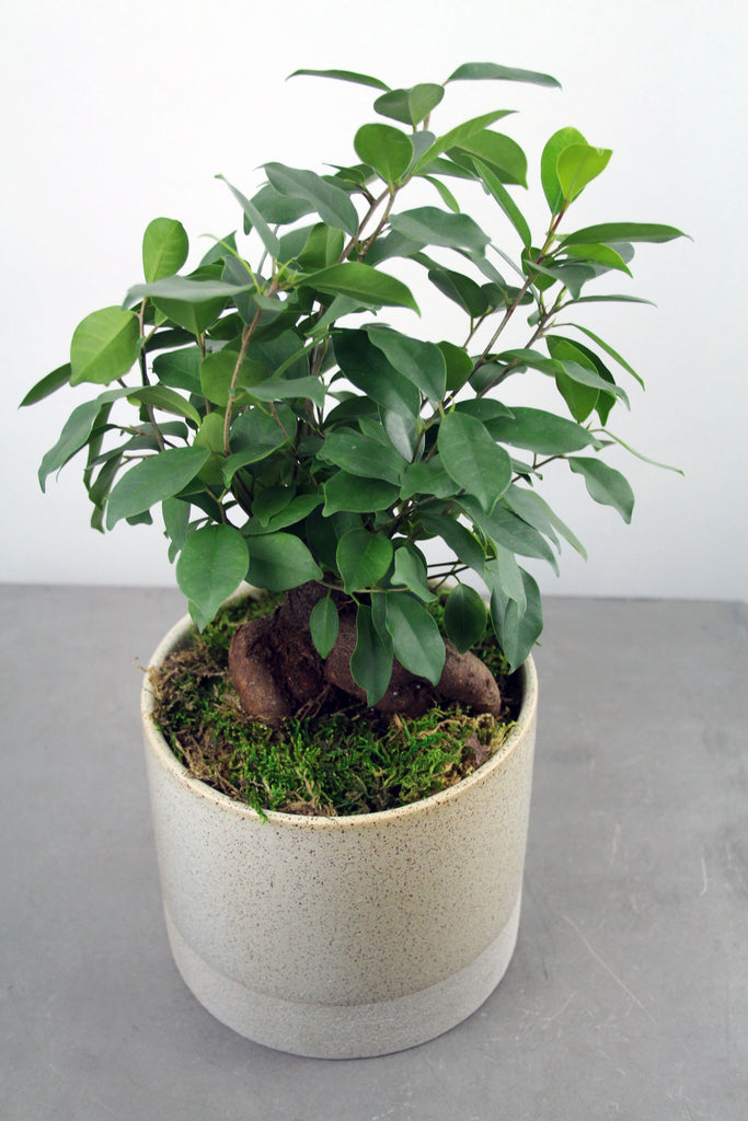 Green Plant in Downy Container- Large – The Plant People