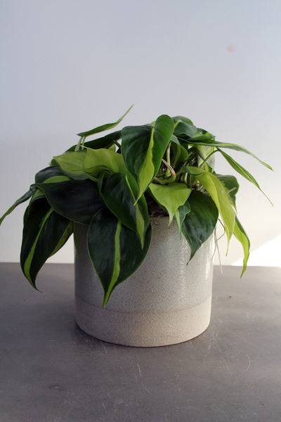 Green Plant in Downy Container- Large – The Plant People