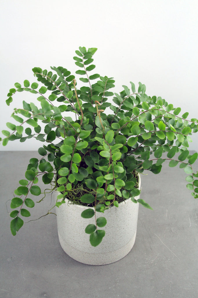 Green Plant in Downy Container – The Plant People