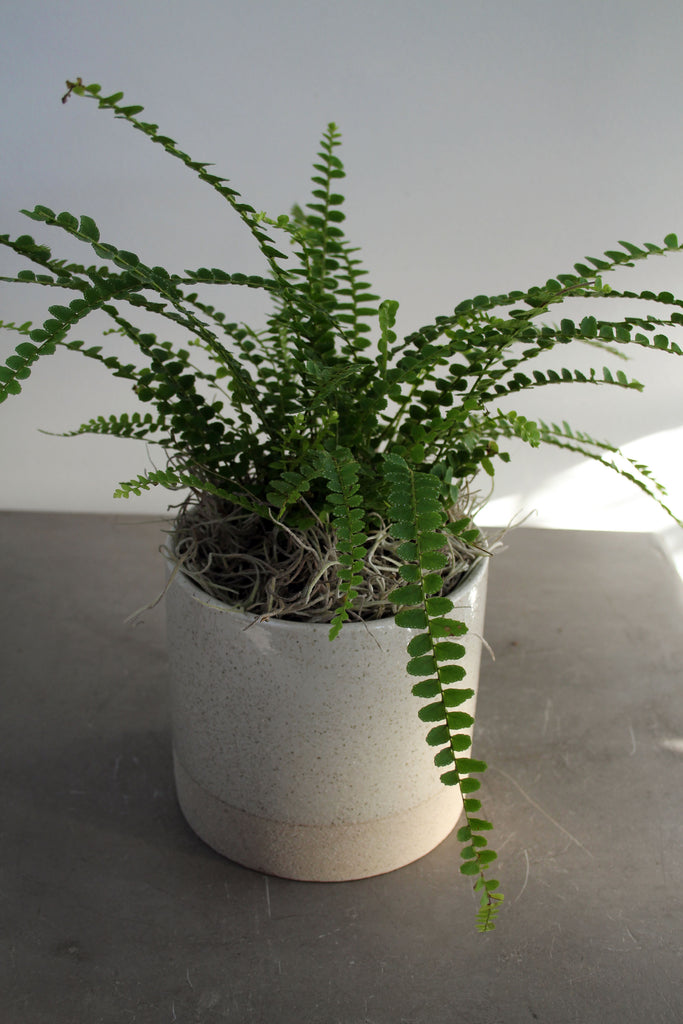 Green Plant in Downy Container – The Plant People