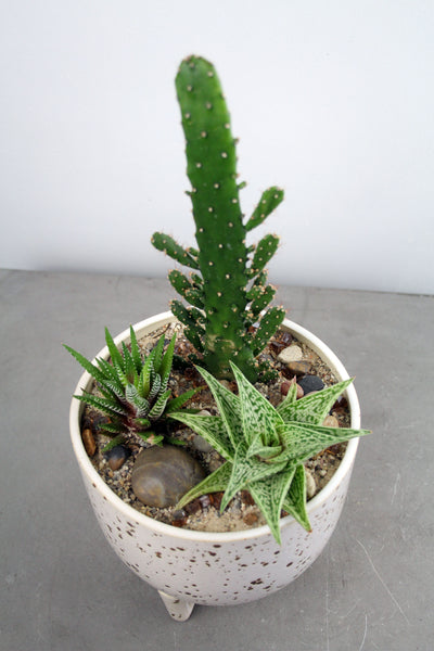 Succulent & Cacti Garden in Reid Container – The Plant People