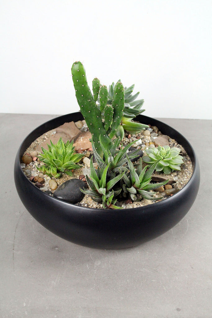 Succulent & Cacti Garden in Simply Low Black Bowl – The Plant People